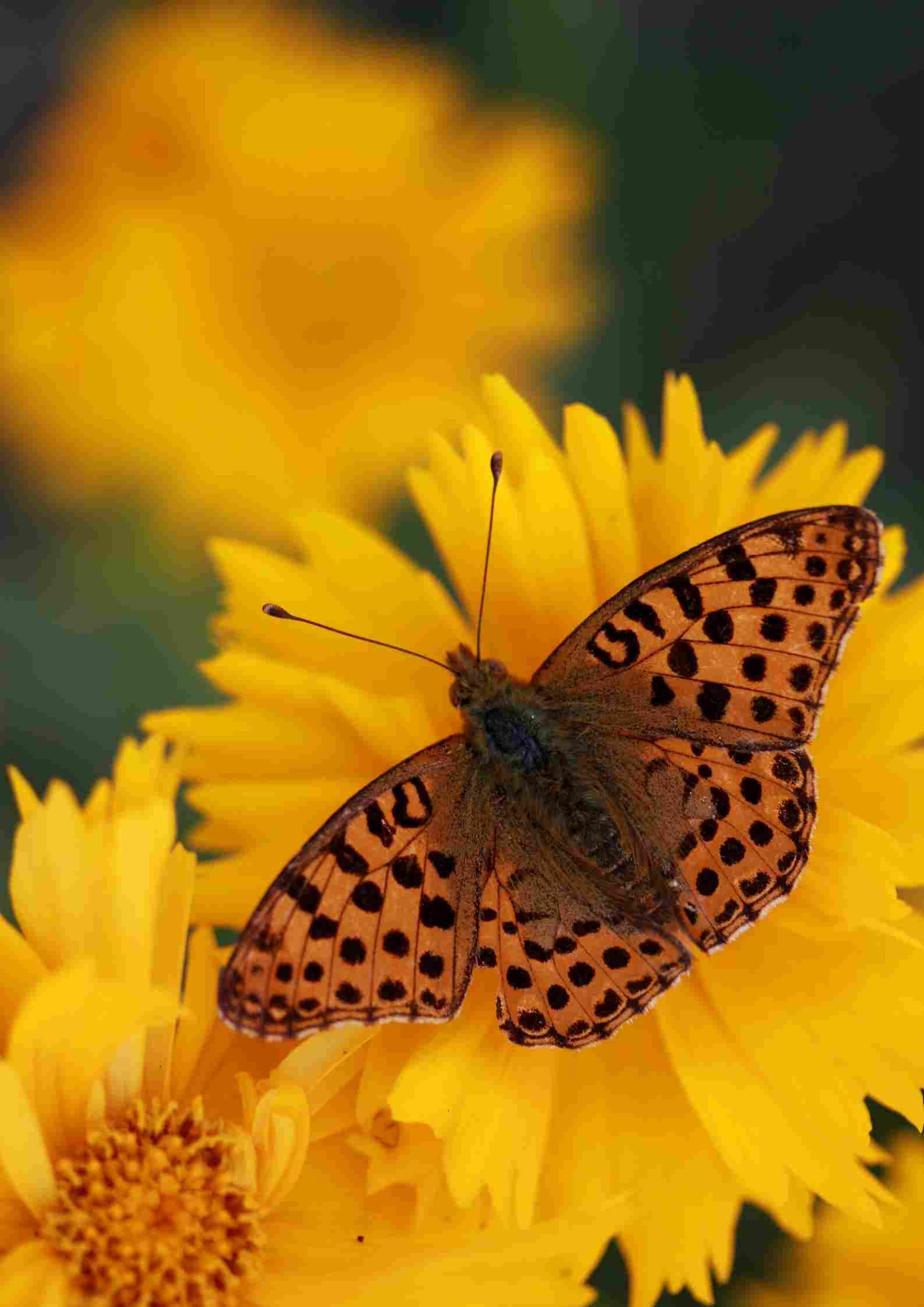 Insecte | Fise pentru gradinita pentru tema Insecte